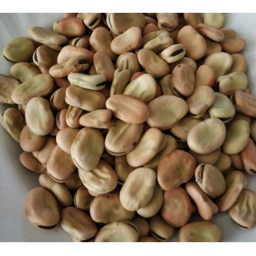 Bakla - TÜRKilleri.com