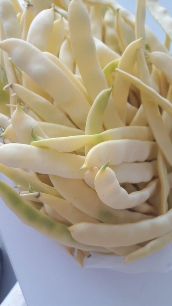 Badalan Fasulye Süt (Tekirdağ) 1kg - TÜRKilleri.com